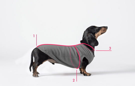 The Perfect Fit For Your Dog